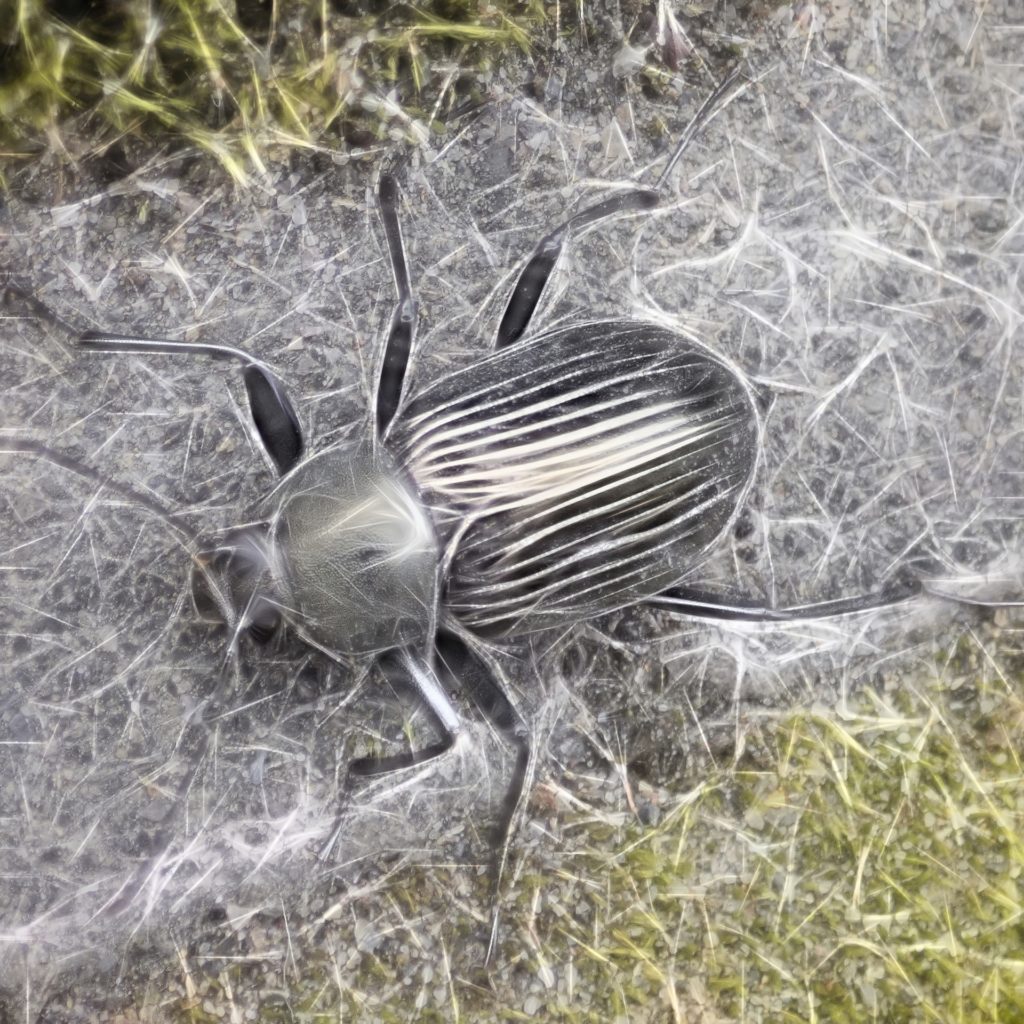 Käfer - Beetle - nature-electrified